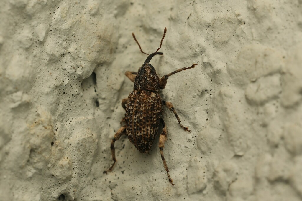 Snout and Bark Beetles from Kwan Tei, Hong Kong on May 27, 2023 at 09: ...