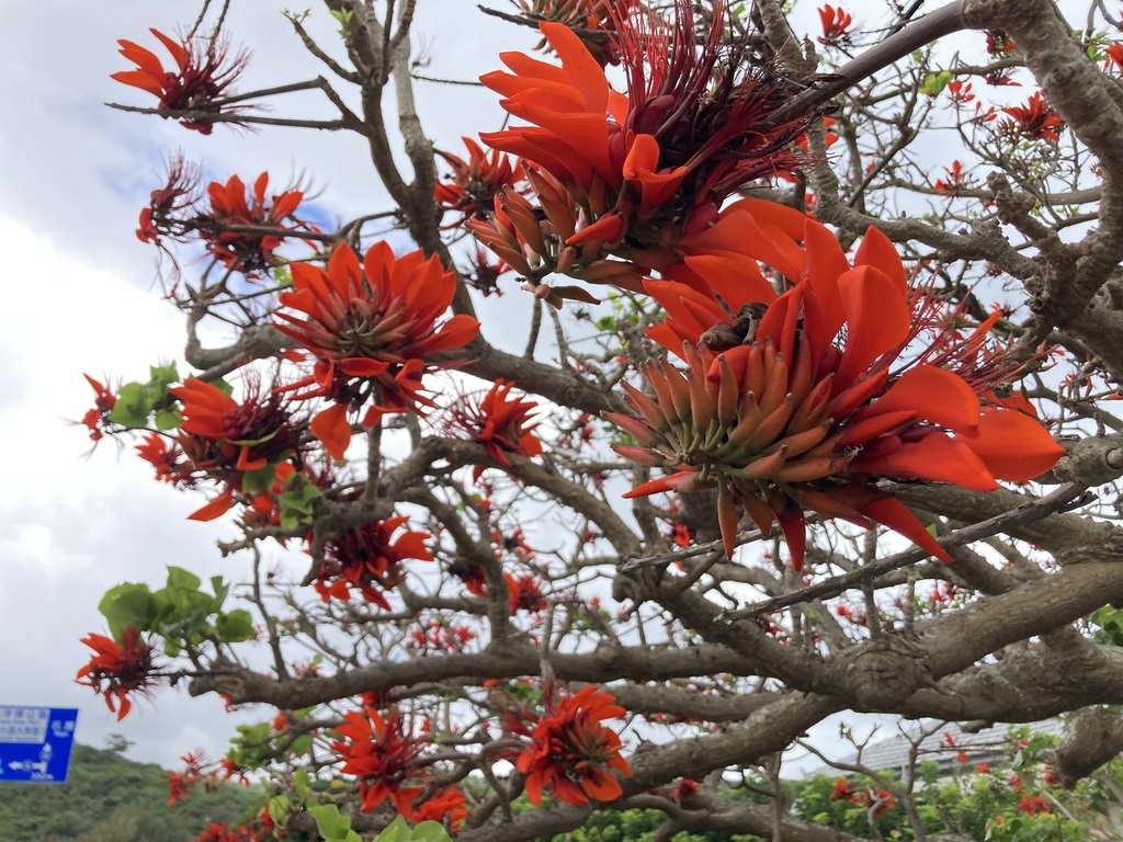 Indian coral tree (Erythrina variegata) - Botanical Realm