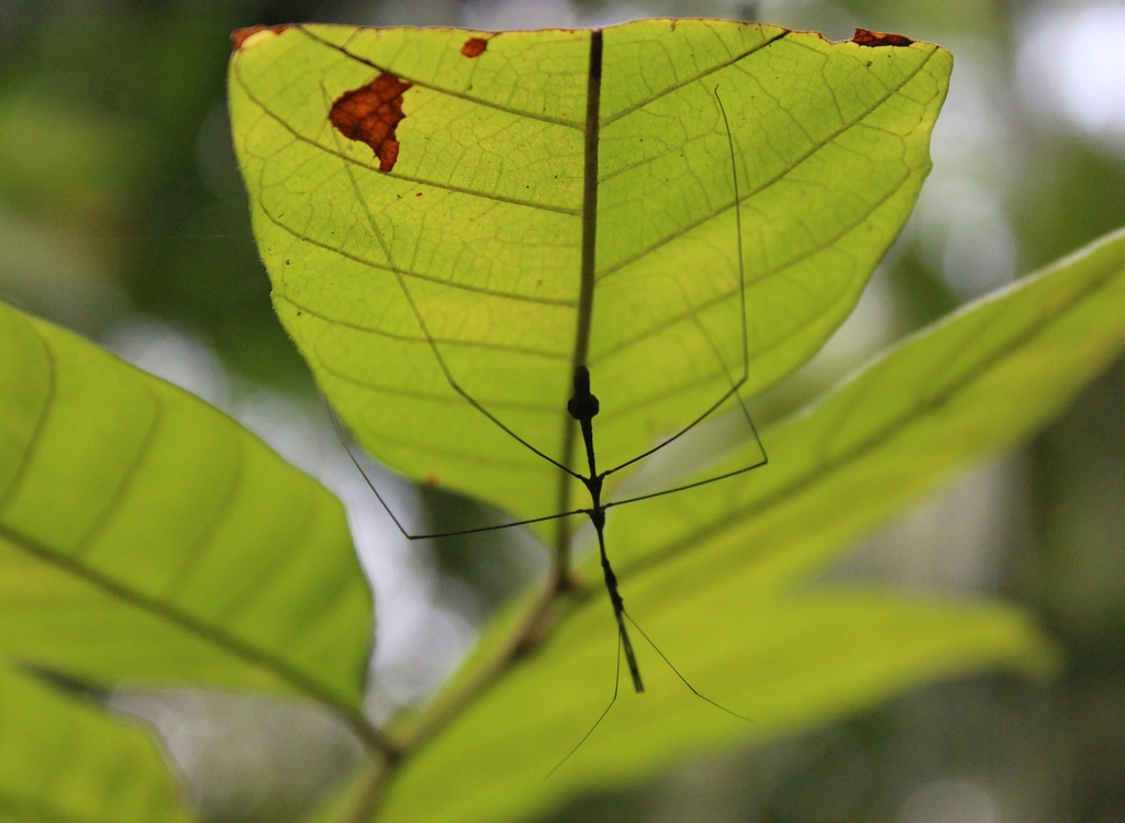 Winged and Once-winged Insects from Melchor de Mencos, Guatemala on May ...