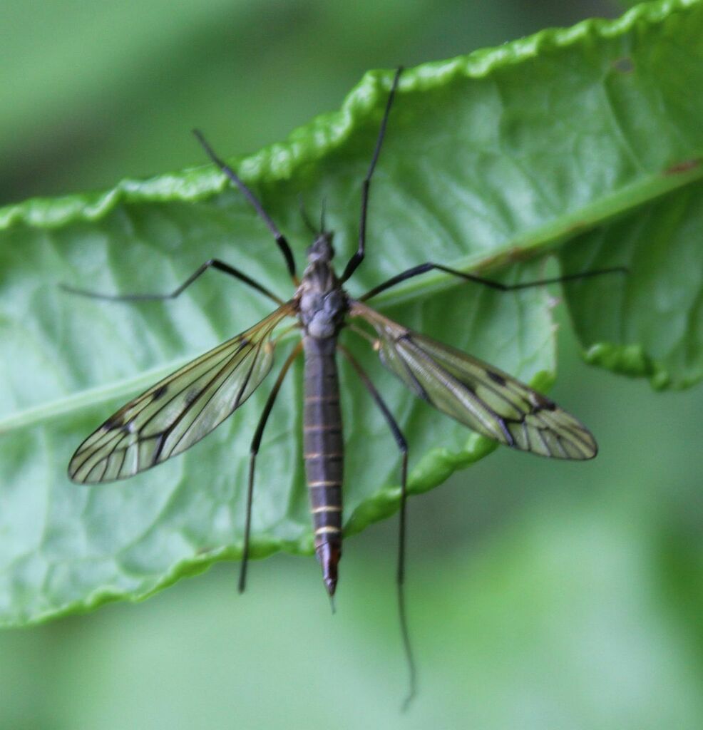 Tipula varipennis from Penorchard Meadows, Worcestershire, UK on June 1 ...