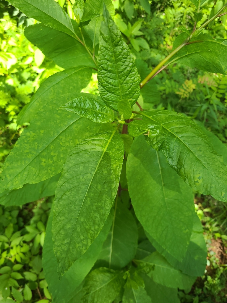 dicots in June 2023 by Amber Madsen · iNaturalist
