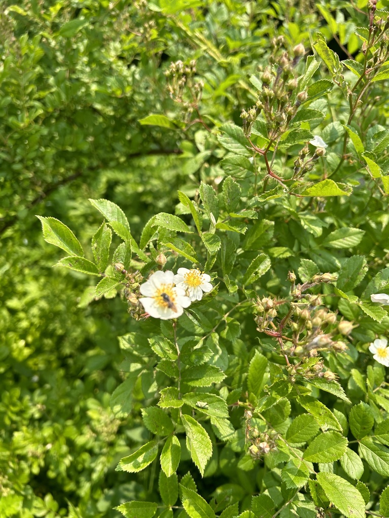 multiflora rose from The University of Rhode Island, Saunderstown, RI ...