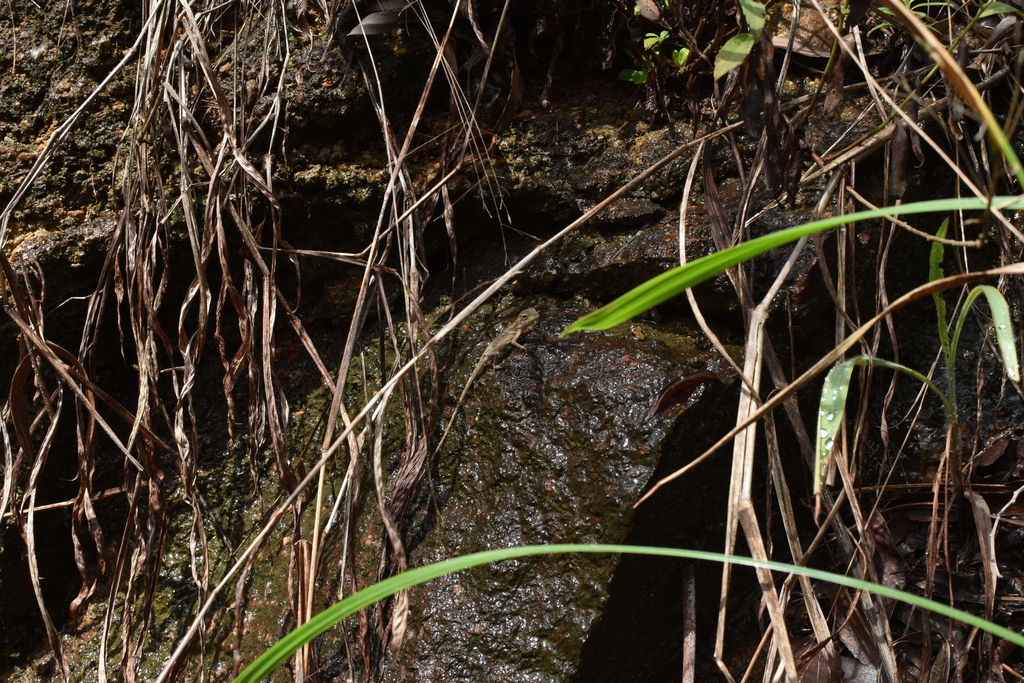 Calotes wangi wangi from 中国广东省惠州市博罗县 on August 3, 2020 at 02:53 PM by ...