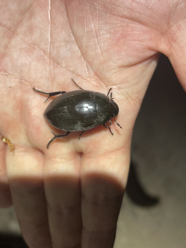 Hydrophilus ovatus from State St, Pellston, MI, US on May 31, 2023 at ...