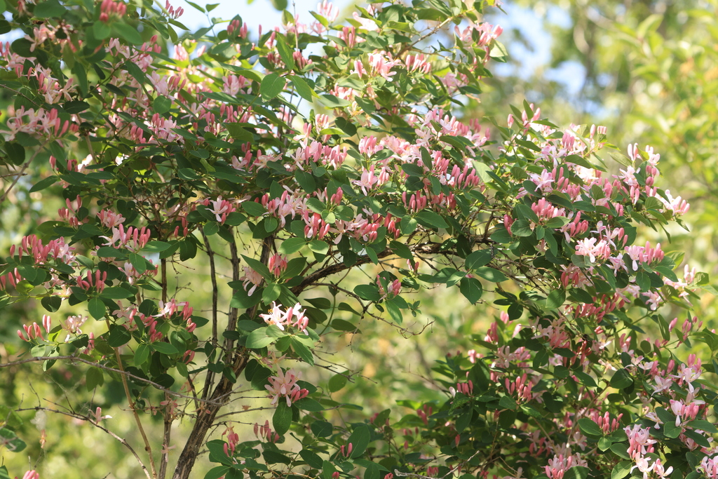 Tatarian honeysuckle from Alix Lake Alix Alberta Canada on May 30, 2023 ...