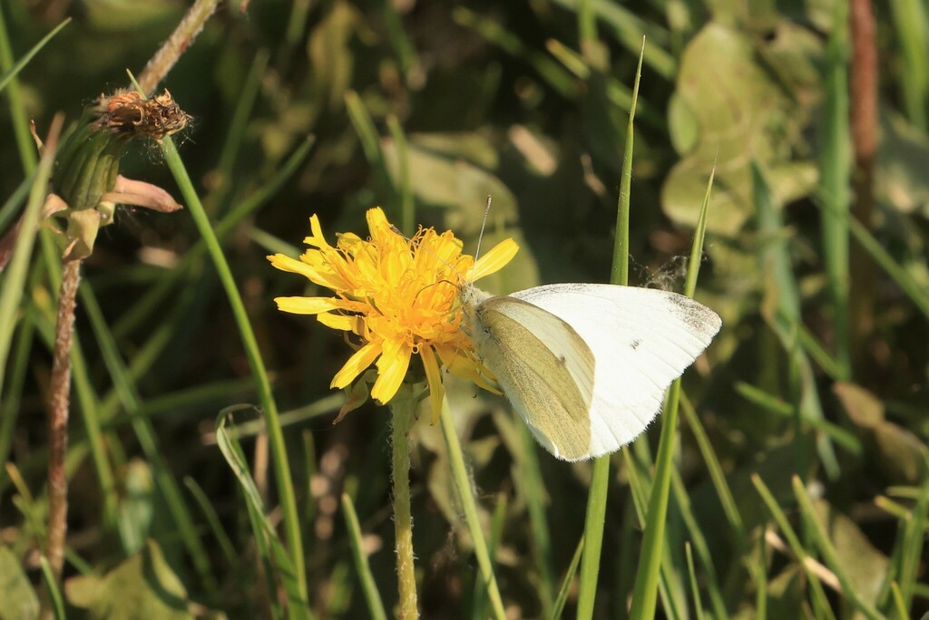 Small White from Alix Lake Alix Alberta Canada on May 30, 2023 at 09:58 ...