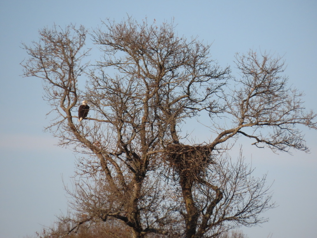 Bald Eagle in January 2022 by Howard Crenshaw. 2 mature, 2 hatches, 1 ...