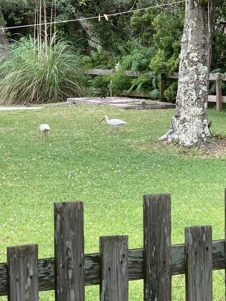 White Ibis from Ocracoke Island, Ocracoke, NC, US on June 01, 2023 at ...