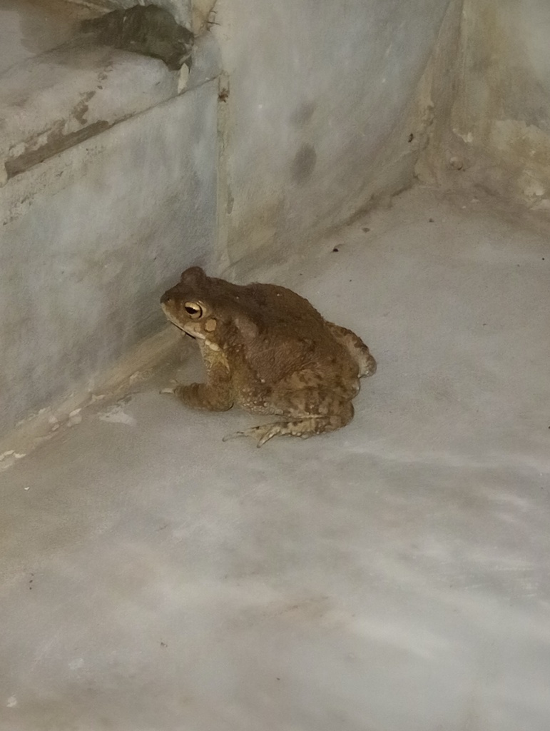 Indus Valley Toad from Hayatabad, Peshawar, Khyber Pakhtunkhwa ...