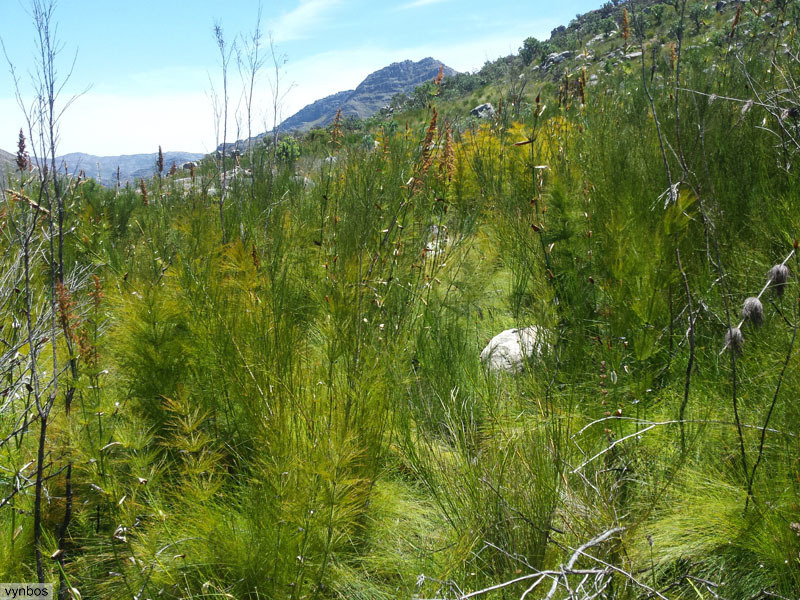 Broom reed from Groot Winterhoek: Perdevlei to De Tronk on November 17 ...
