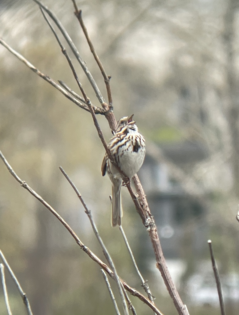 Song Sparrow from Tenth Avenue SW, Calgary, AB, CA on May 8, 2023 at 01 ...