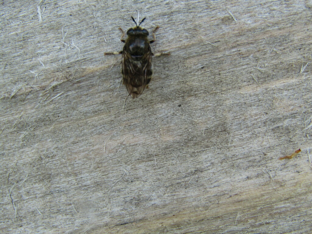Ant Flies from Vichuga, Ivanovo Oblast, Russia on May 31, 2023 at 10:01 ...
