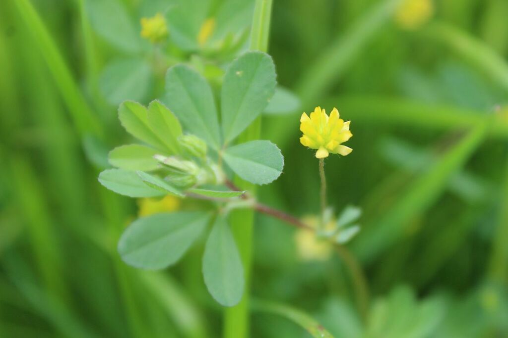 Lesser hop trefoil from Worcestershire, UK on June 1, 2023 at 11:30 AM ...