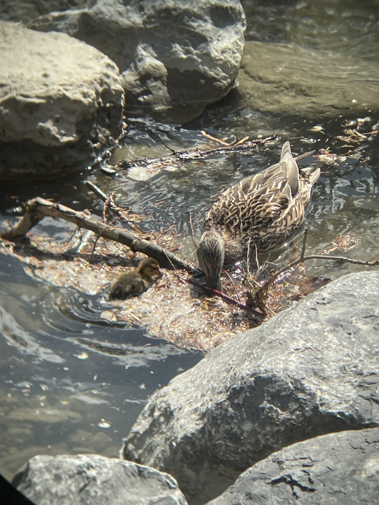 Mallard from Edison Cres SW, Calgary, AB, CA on May 23, 2023 at 04:25 ...
