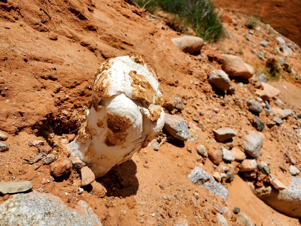 Phellorinia herculeana from Lake Powell, UT 84533, USA on May 20, 2023 ...