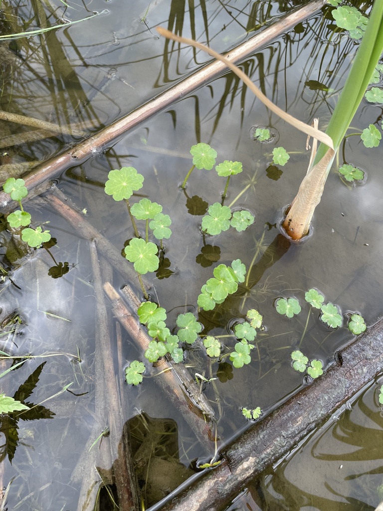 floating marsh pennywort from Carp Pond, Seattle, WA 98105, USA on May ...