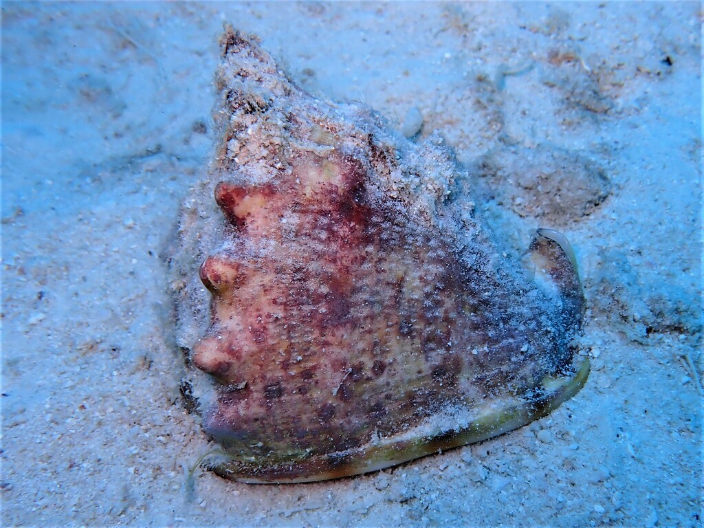 Horned Helmet Snail from Seychelles on June 1, 2023 at 12:34 PM by Juan ...