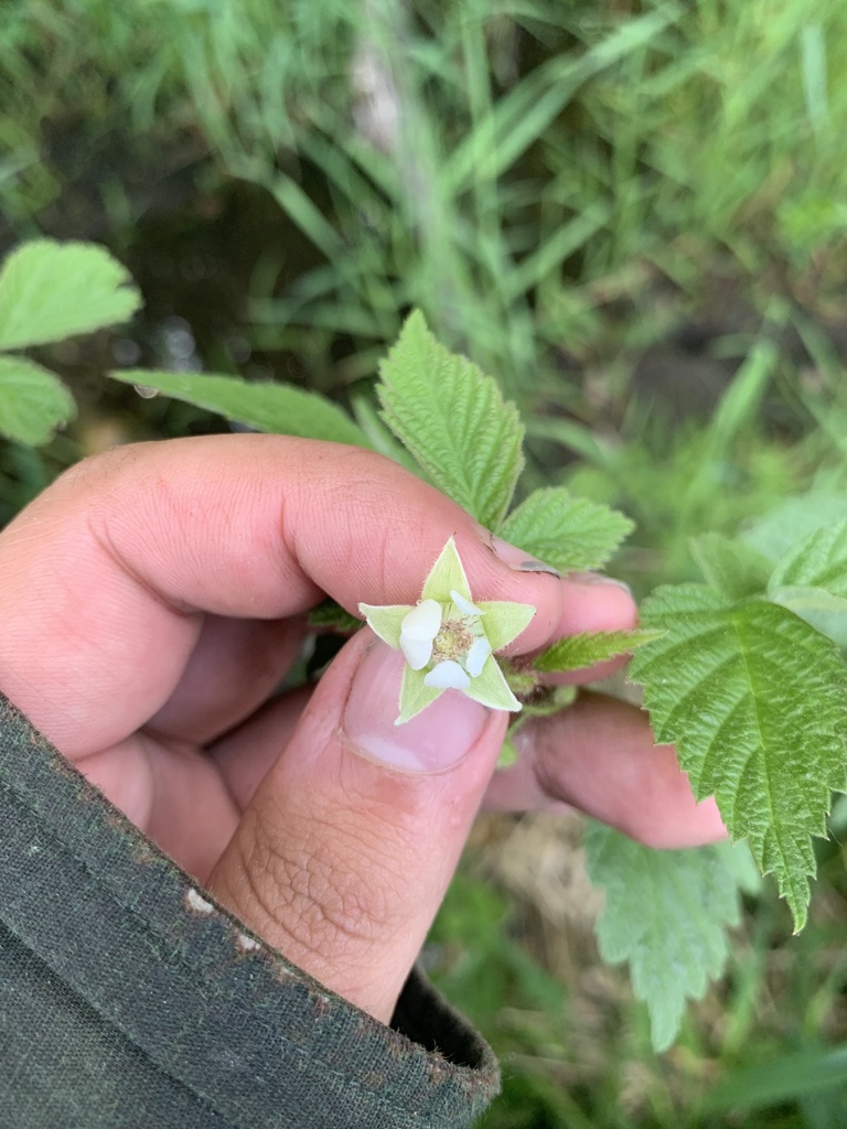 American red raspberry from E Herbison Rd, Laingsburg, MI, US on June 1 ...