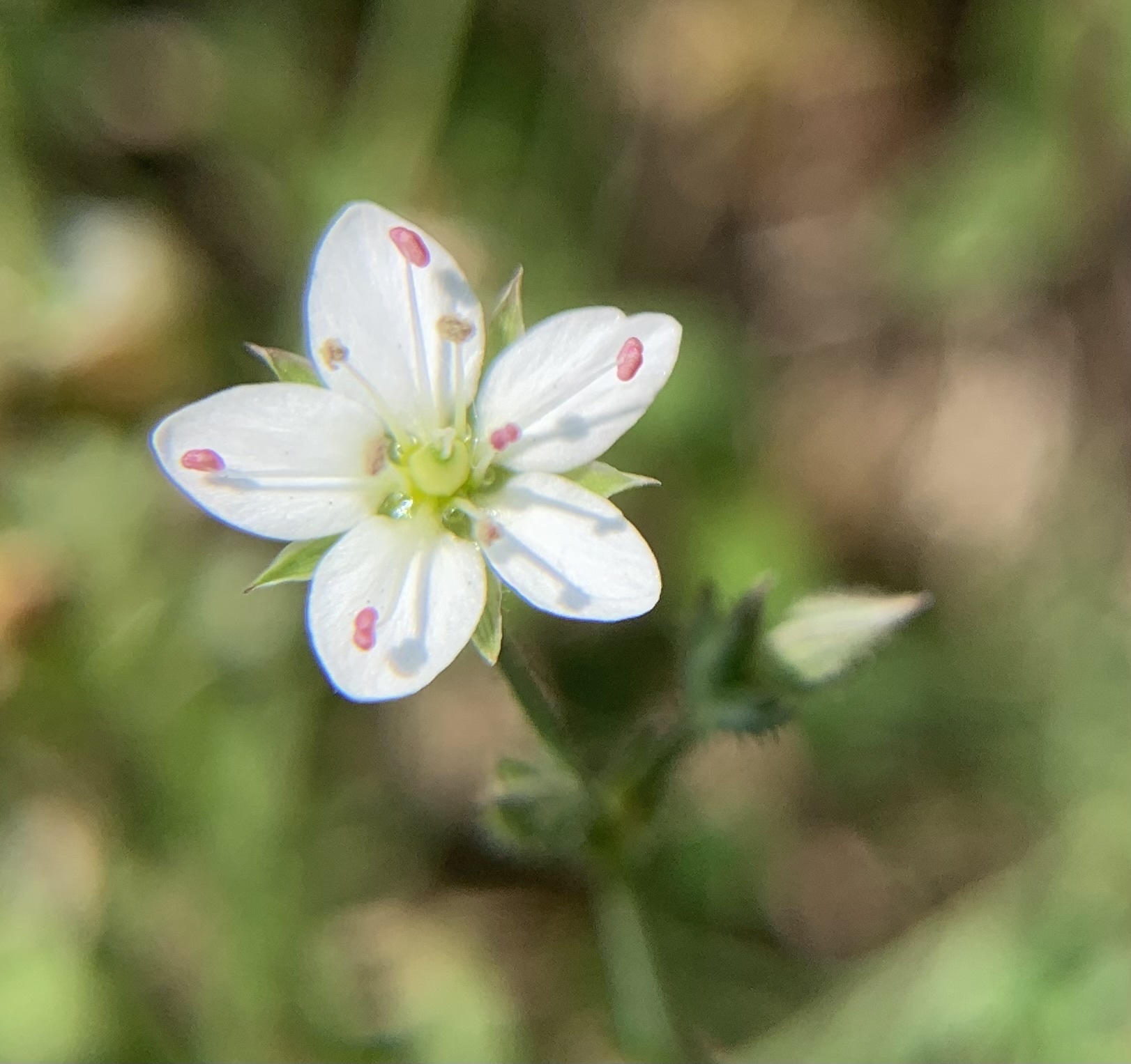 Minuartia setacea (Thuill.) Hayek