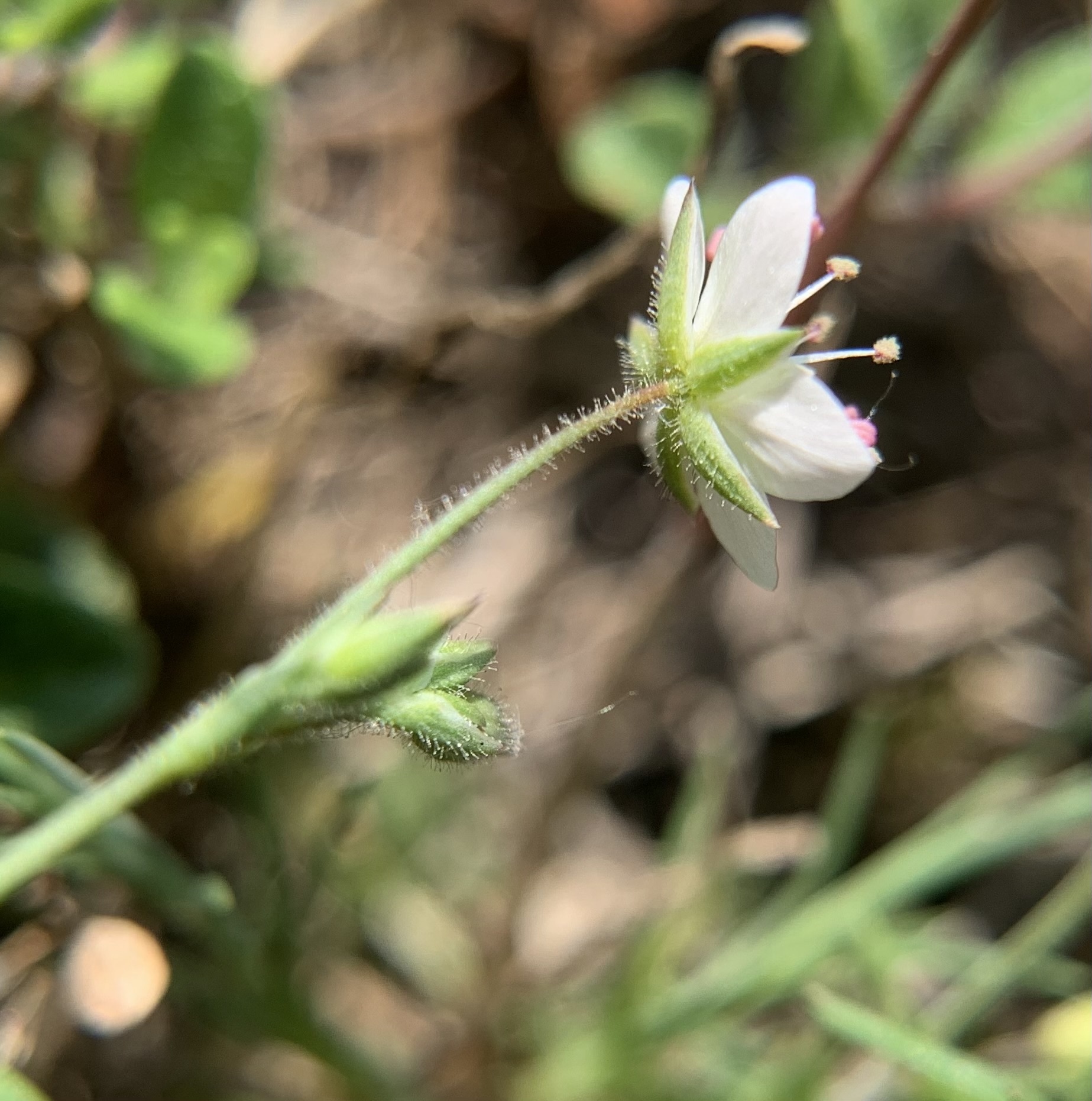 Minuartia setacea (Thuill.) Hayek