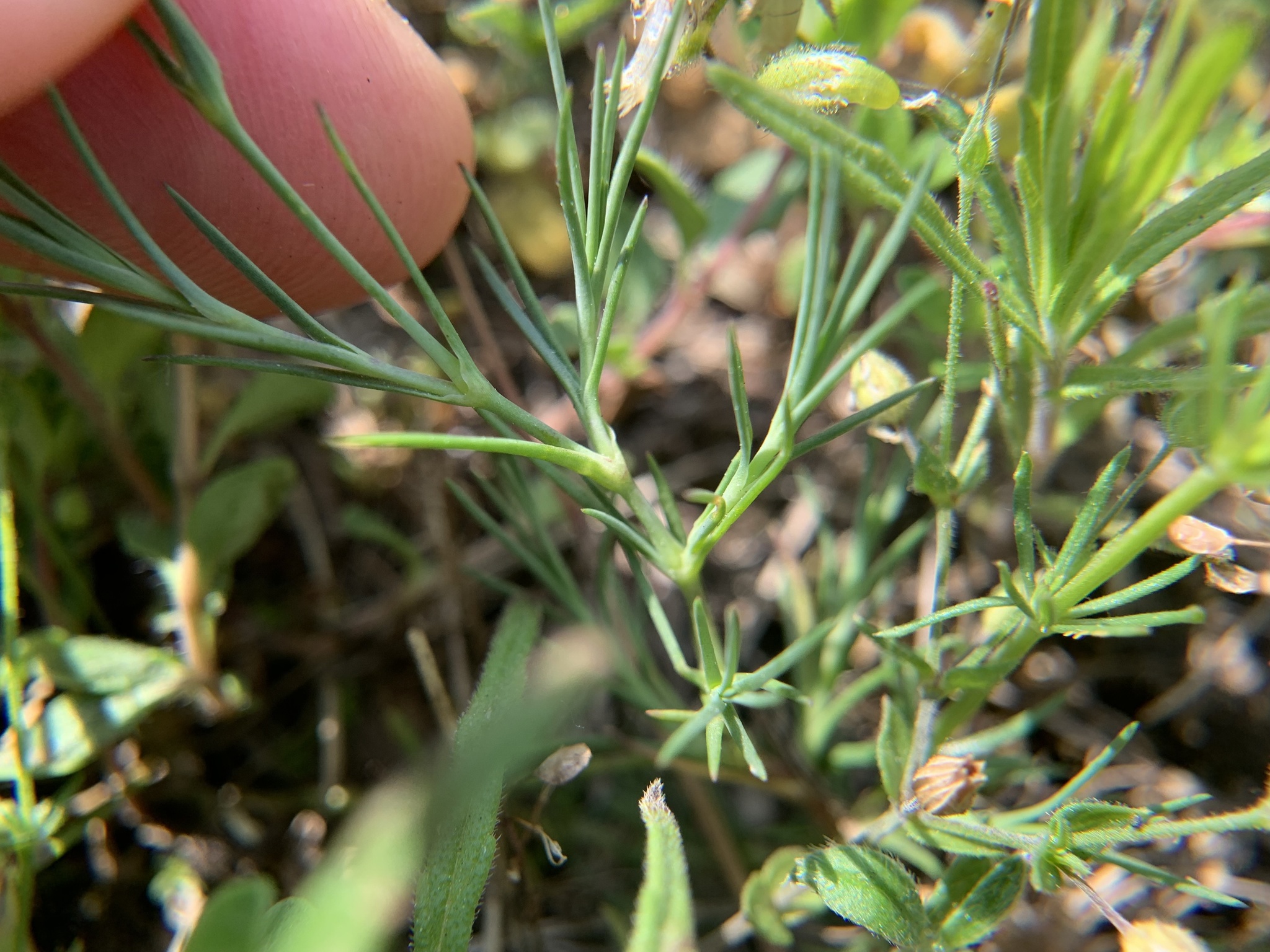 Minuartia setacea (Thuill.) Hayek
