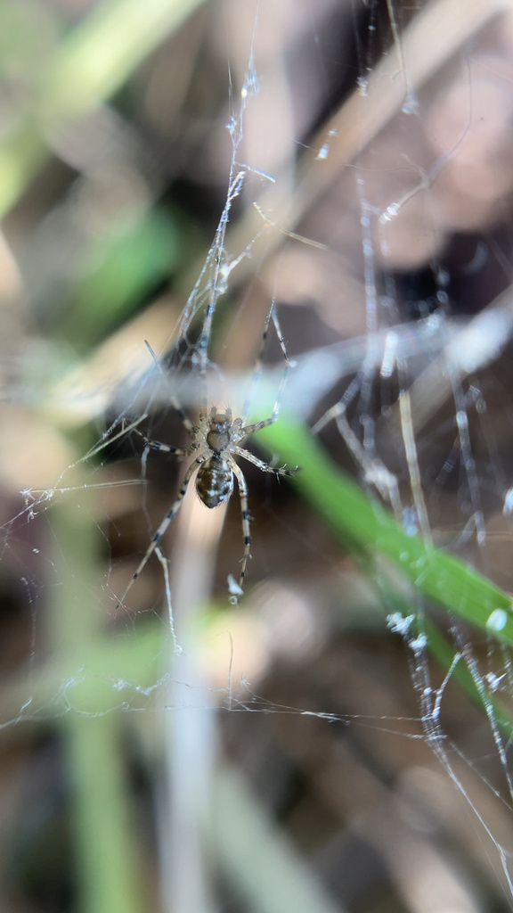 Araneoid Spiders from Hyde Park, London, England, GB on June 1, 2023 at ...