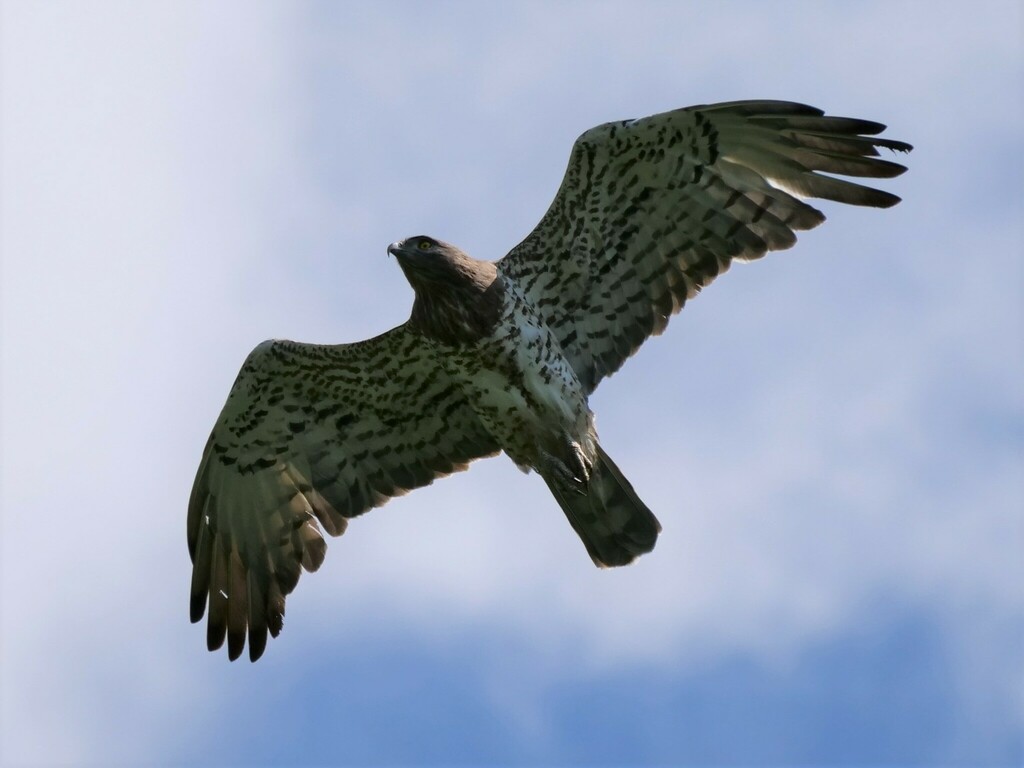Short-toed Snake-Eagle in May 2023 by Flavio Valcanover · iNaturalist