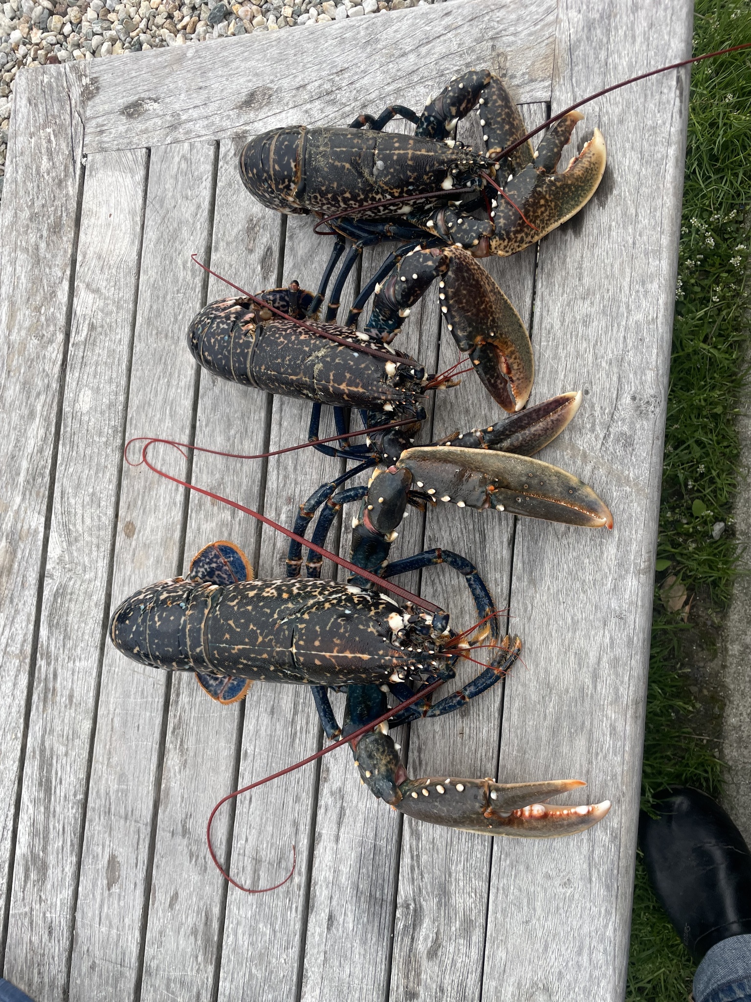 Homarus gammarus (Linnaeus, 1758)