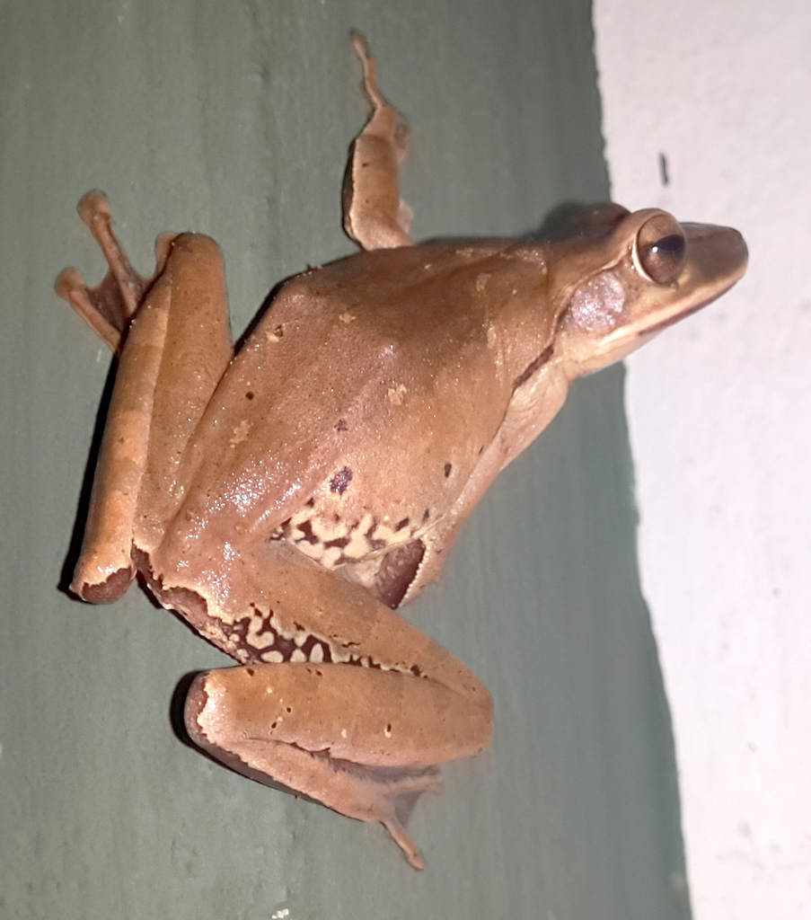 Chunam Tree Frog from Maweit, West Khasi Hills, Meghalaya, India on 06 ...