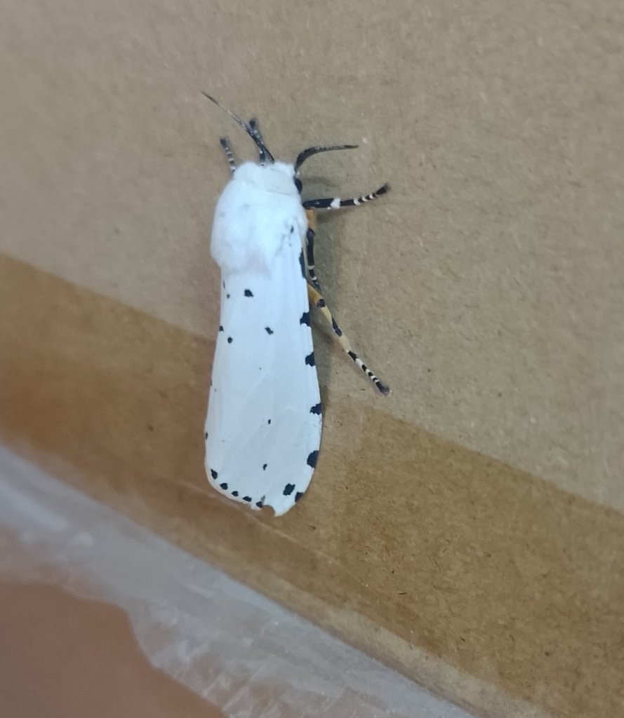 Salt Marsh Moth from Monterrey, MX-NL, MX on June 01, 2023 at 01:18 PM ...