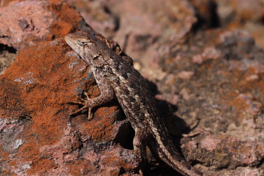 White-bellied Rough Lizard from Choix, Sin., México on May 28, 2023 at ...
