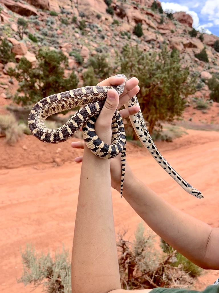 Great Basin Gopher Snake from Grand Staircase-Escalante National ...