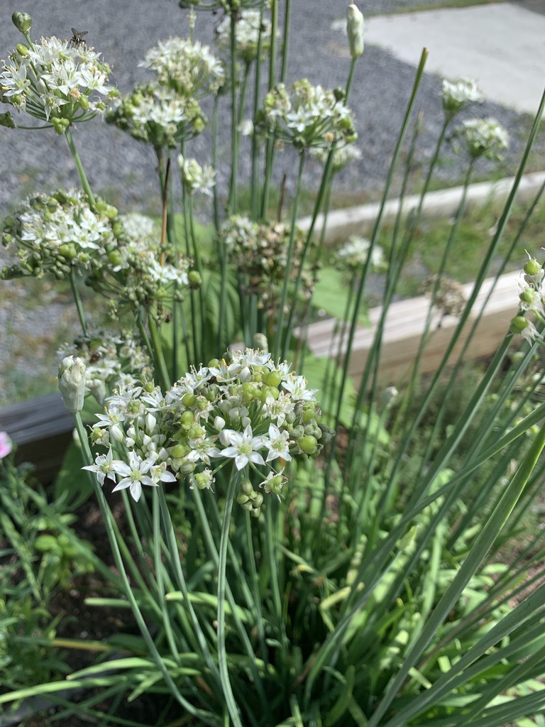 onions from James Island, James Island, SC, US on June 1, 2023 at 04:26 ...