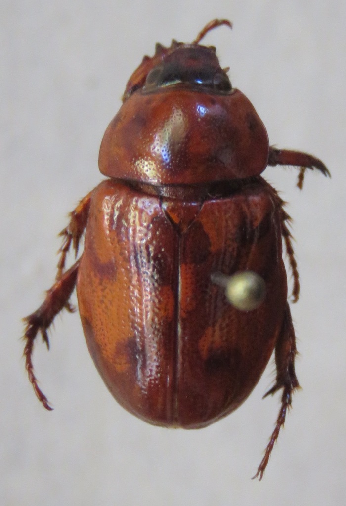 Cyclocephala labidion desde Nicaragua: Jinotega: Cerro Kilambe: Valle ...
