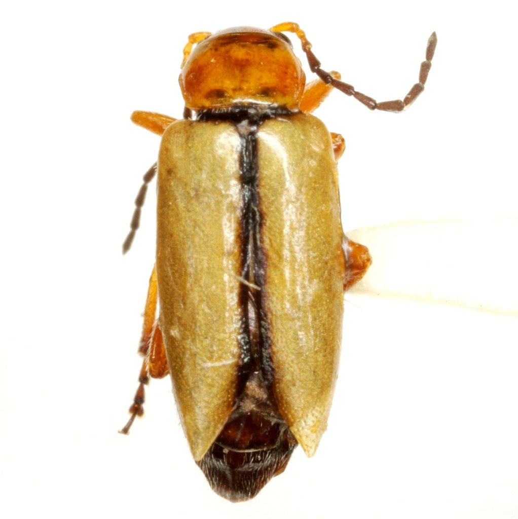 Triarius lividus from Marcus Cabin Trail, Guadalupe Mountains National ...