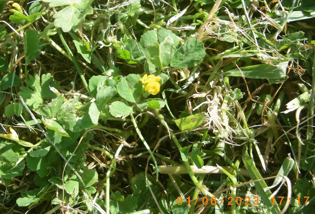 bur clover from Harrow, UK on June 01, 2023 at 05:17 PM by LibProj ...