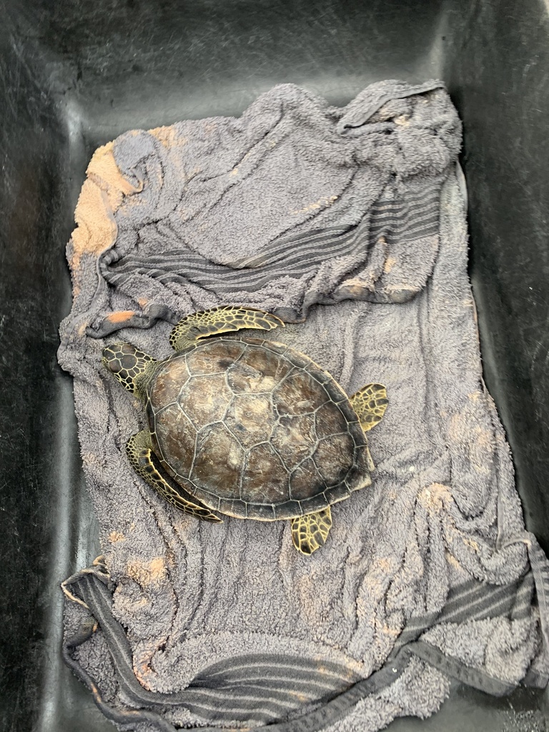 Green Sea Turtle in March 2020 by Amanda Gabehart. Taken to rehab for ...