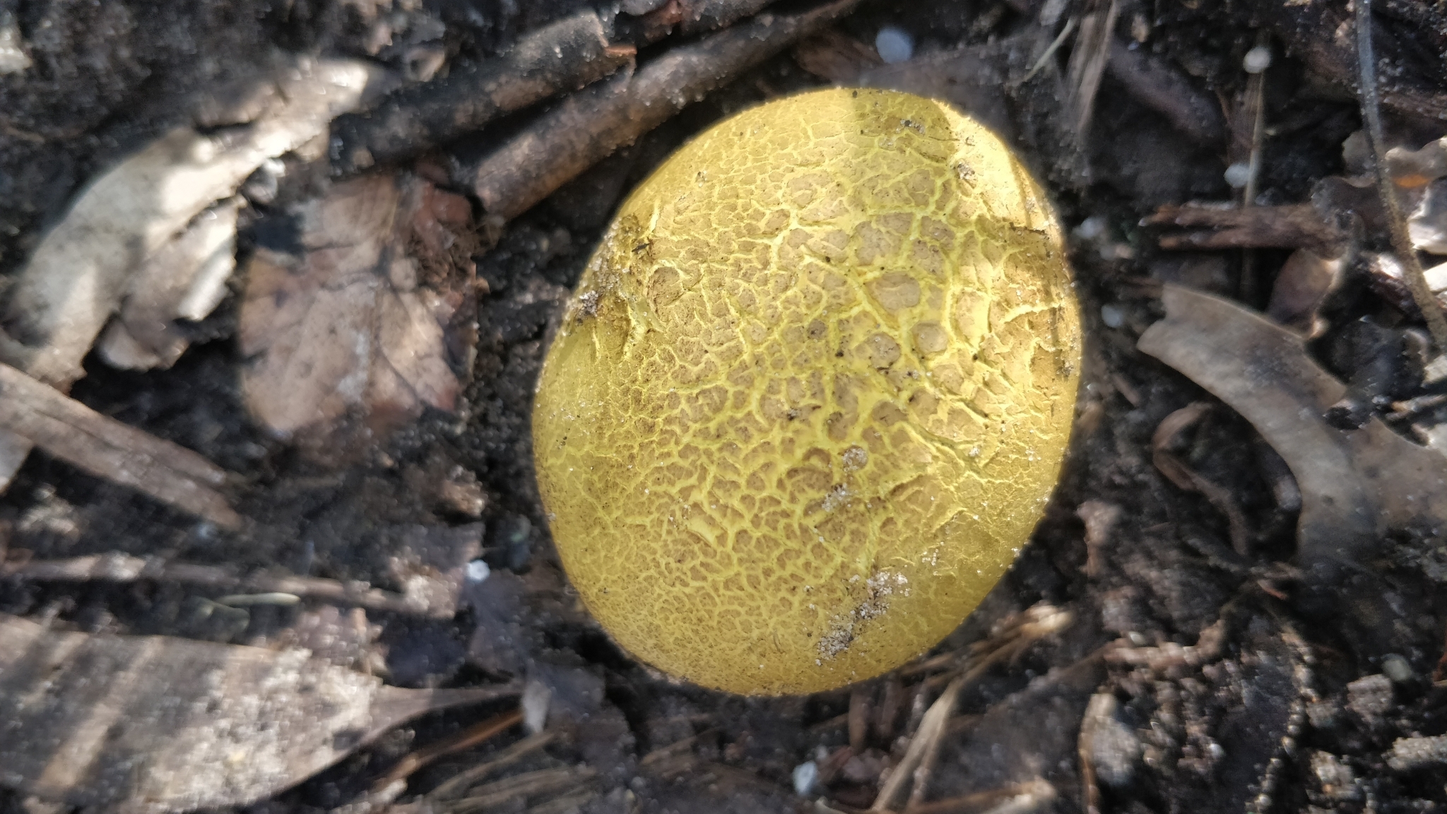 Scleroderma cepa Pers.