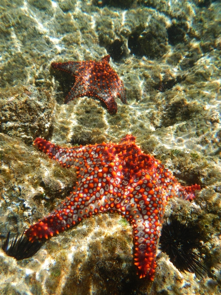 Panamic Cushion Star from Bahía de Loreto, Loreto, MX-BS, MX on October ...