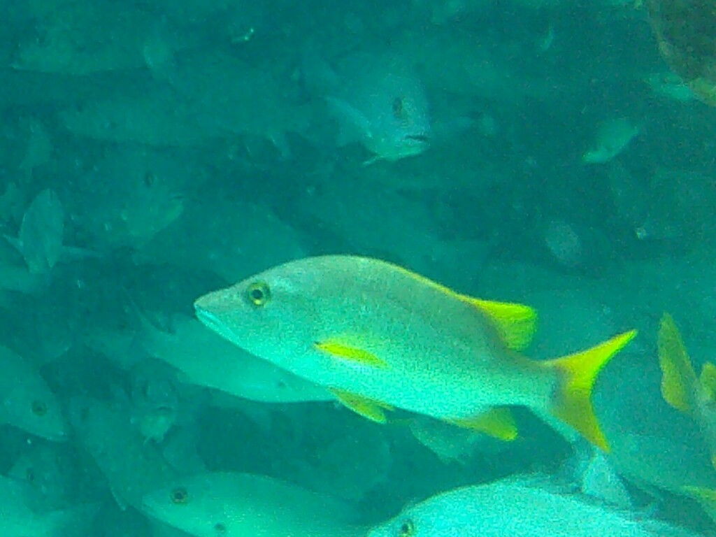 Schoolmaster Snapper from 2 Barrier Reef Drive, San Pedro, Belize on ...