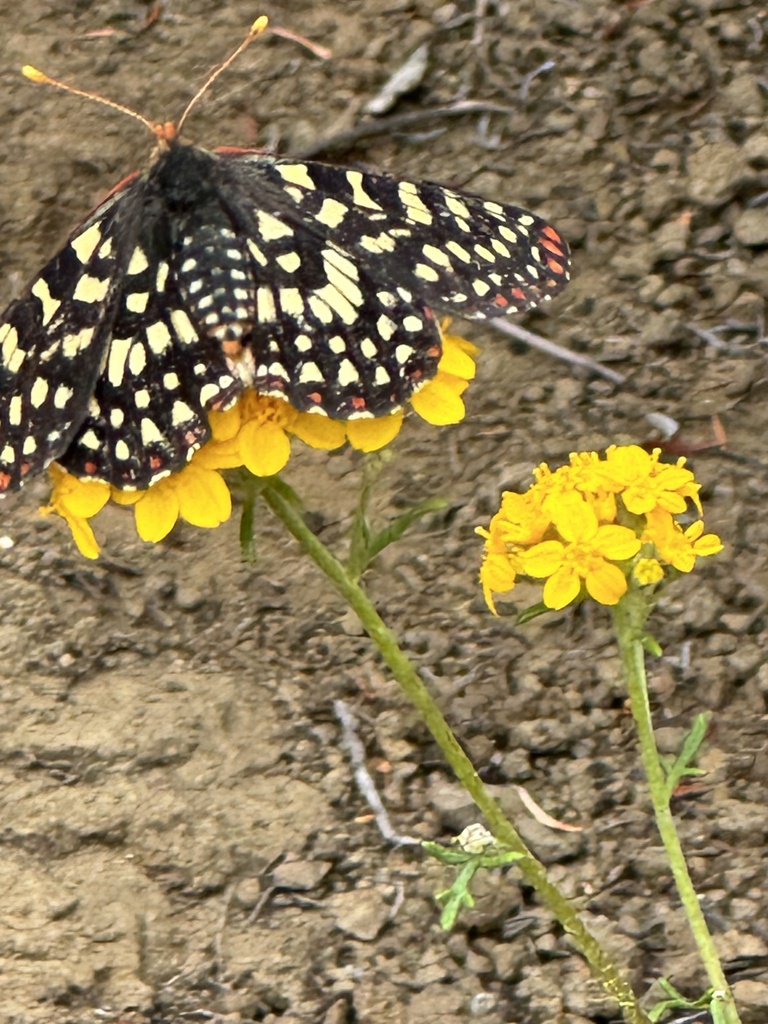Variable Checkerspot from Malibu Creek State Park on May 30, 2023 at 10 ...