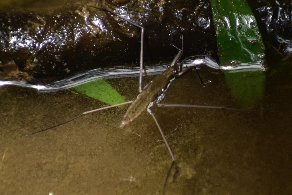 Aquarius remigis from Goldsboro, MD, US on May 31, 2023 at 12:30 PM by ...