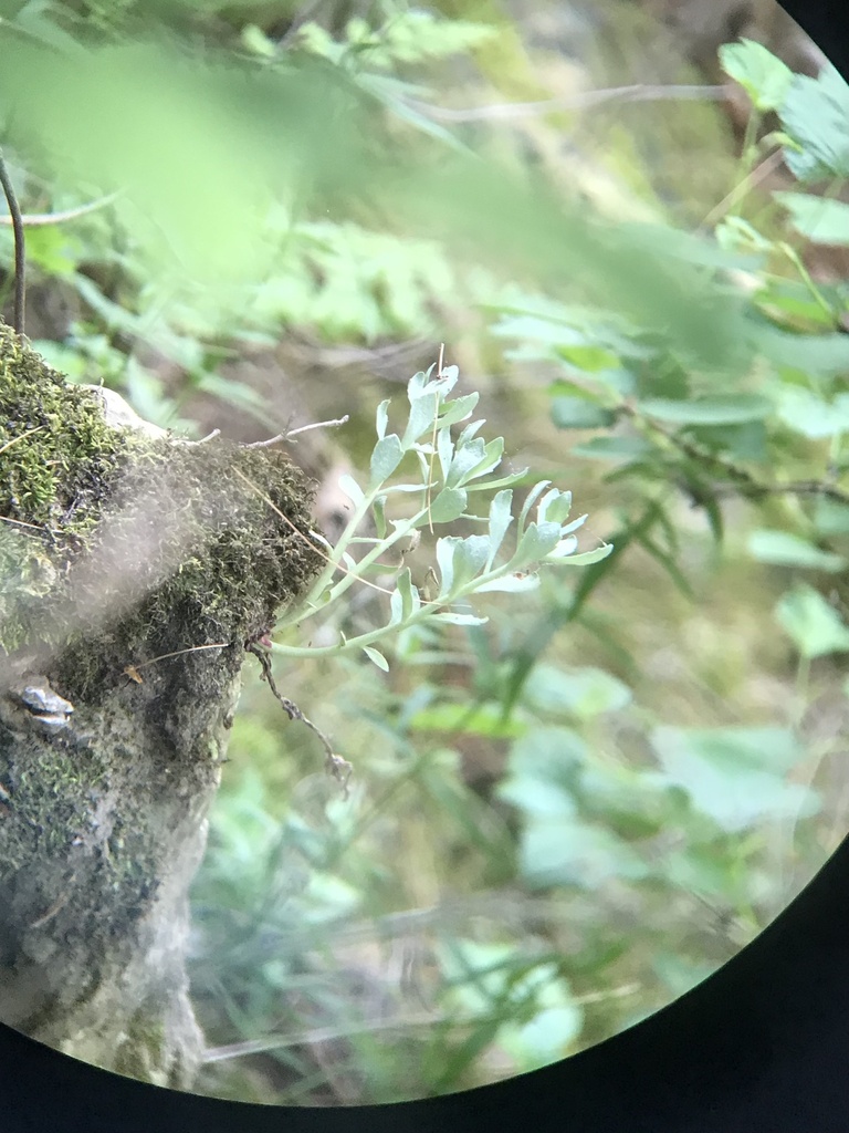 Leedy's Roseroot in June 2023 by Mathew Zappa · iNaturalist