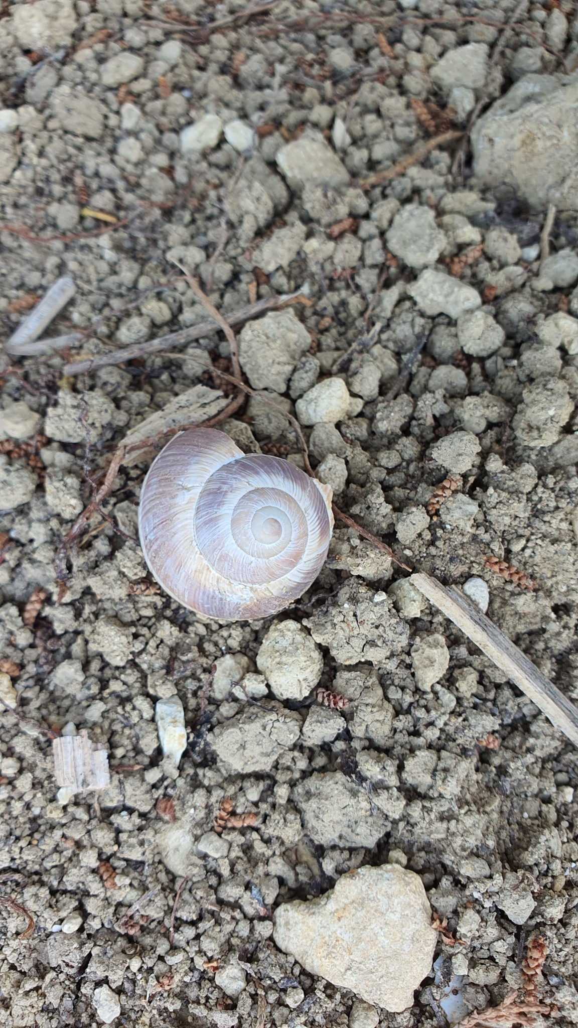 Helix cincta O.F.Müller, 1774