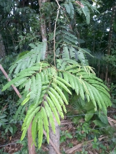 Piptadenia gonoacantha · iNaturalist