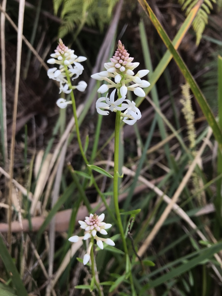 (Stackhousia) - Botanical Realm