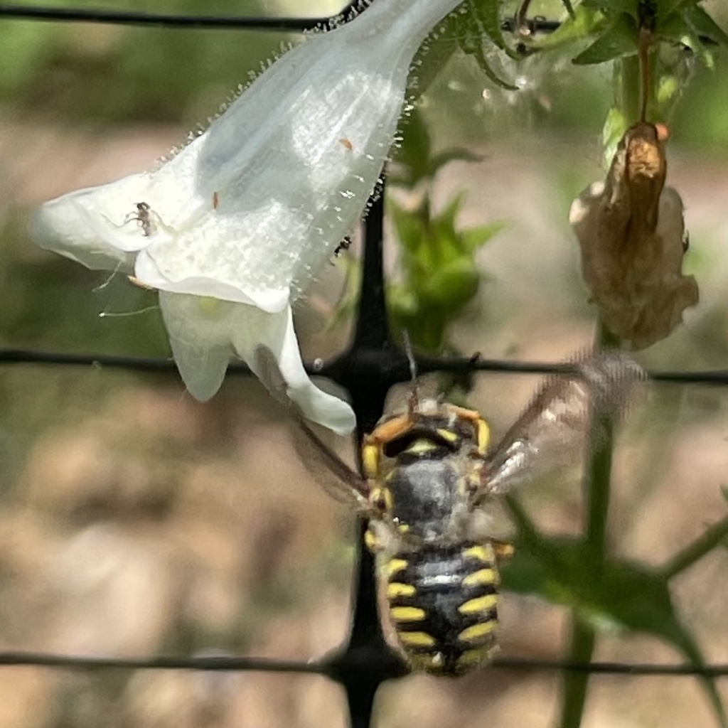 European Woolcarder Bee from Country Stone Dr, Manchester, MO, US on ...