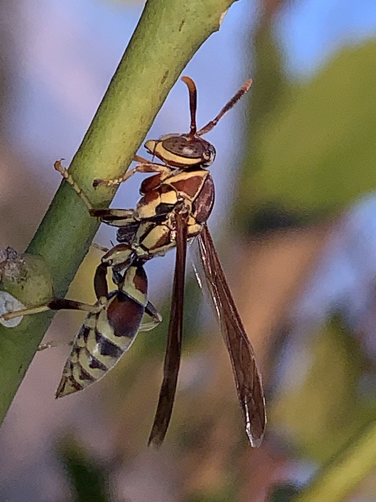 Guinea Paper Wasp from Rosedown Dr, Corpus Christi, TX, US on December ...