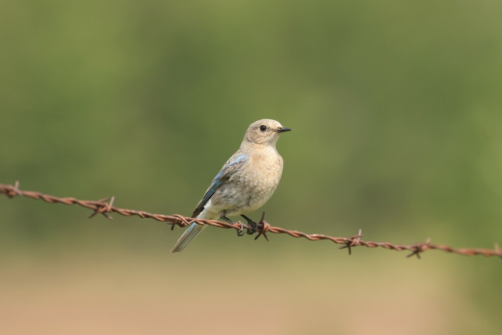 Mountain Bluebird from Ellis Bird Farm Prentiss Alberta Canada on May ...