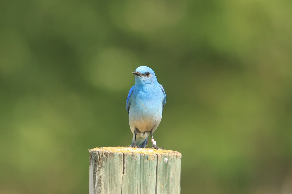 Mountain Bluebird from Ellis Bird Farm Prentiss Alberta Canada on May ...